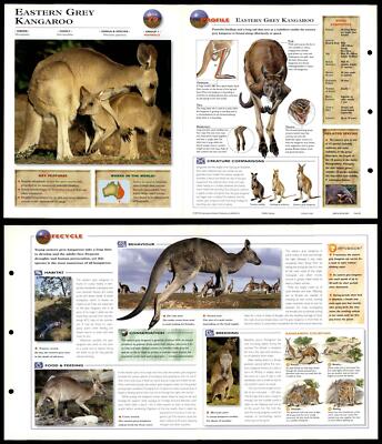 Eastern Grey Kangaroo #79 Mammals - Wildlife Explorer Fold-Out Card | eBay