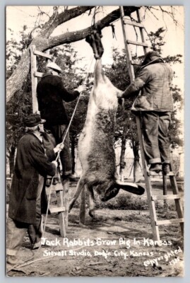 Exaggeration RPPC Postcard Stovall Studio Jack Rabbit Field Dressing ...