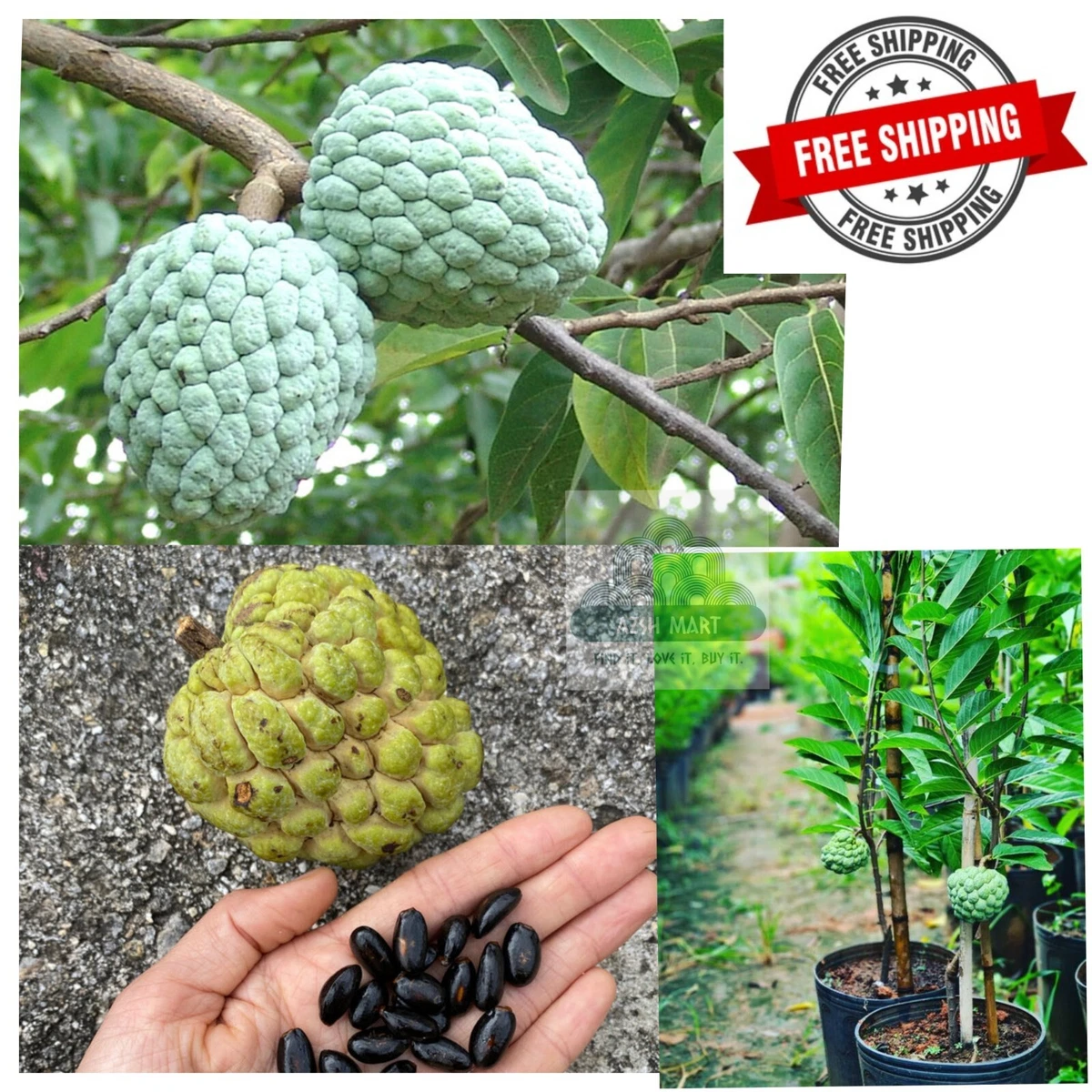 Indian Custard Apple Tree