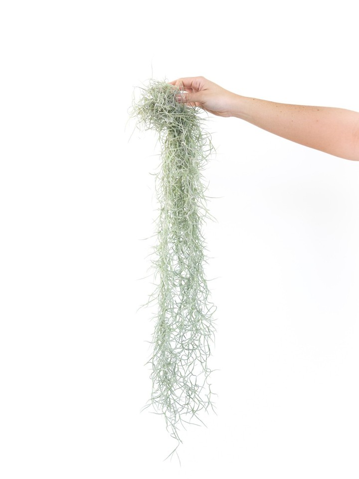 Colombian Thick Spanish Moss Air Plant Strands with Wire Hook - Indoor ...