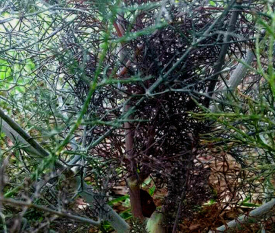 BRONZE FENNEL 100 SEEDS, DARK-PURPLE FOLIAGE, YELLOW FLOWERS, LICORICE ...