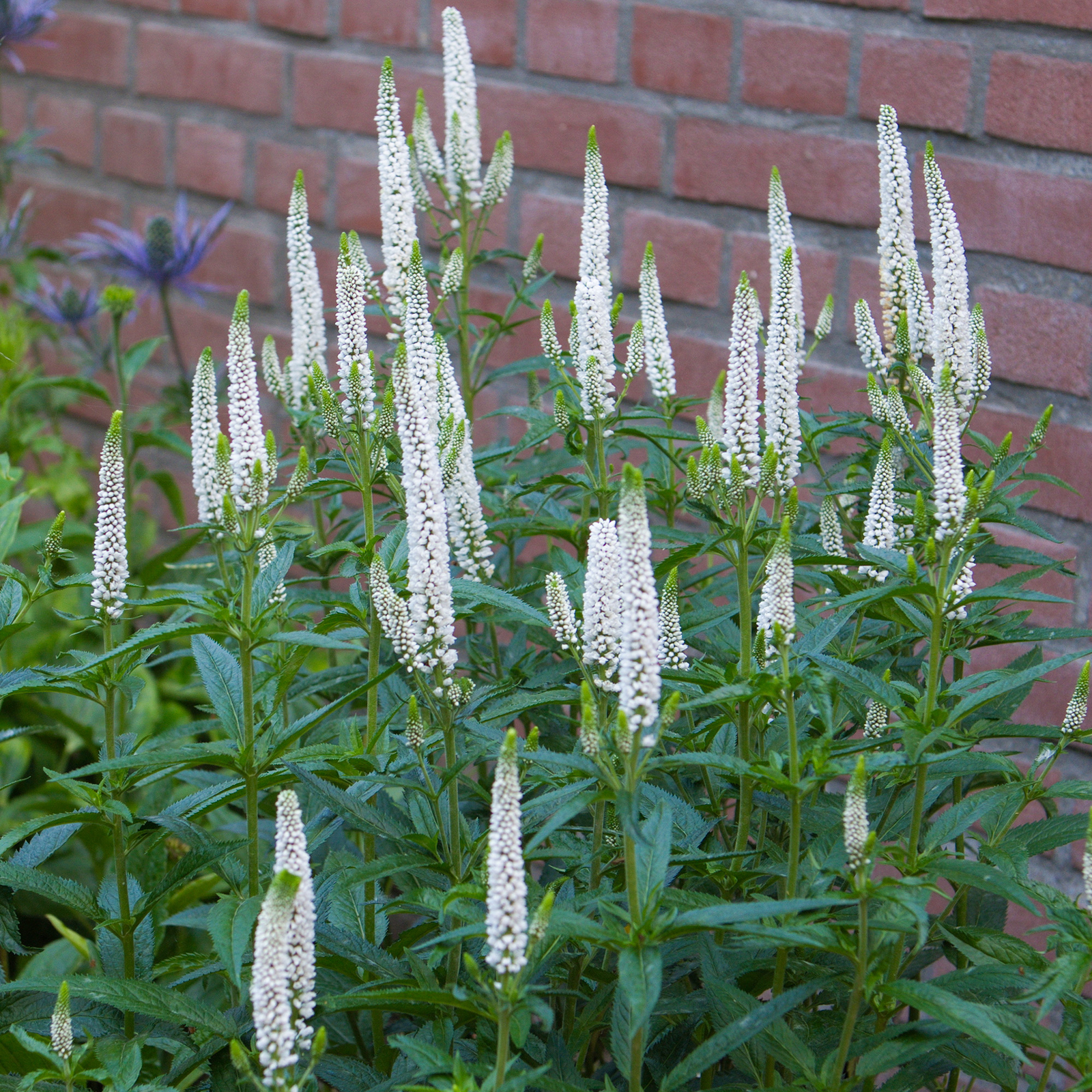 Veronica First Lady - Tall Speedwell | Deciduous Outdoor Garden ...
