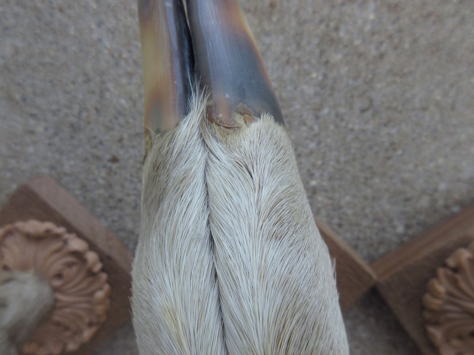 3 Vintage Deer Hoof Coat Rack Hooks for Wall Mounted on Wood Taxidermy ...