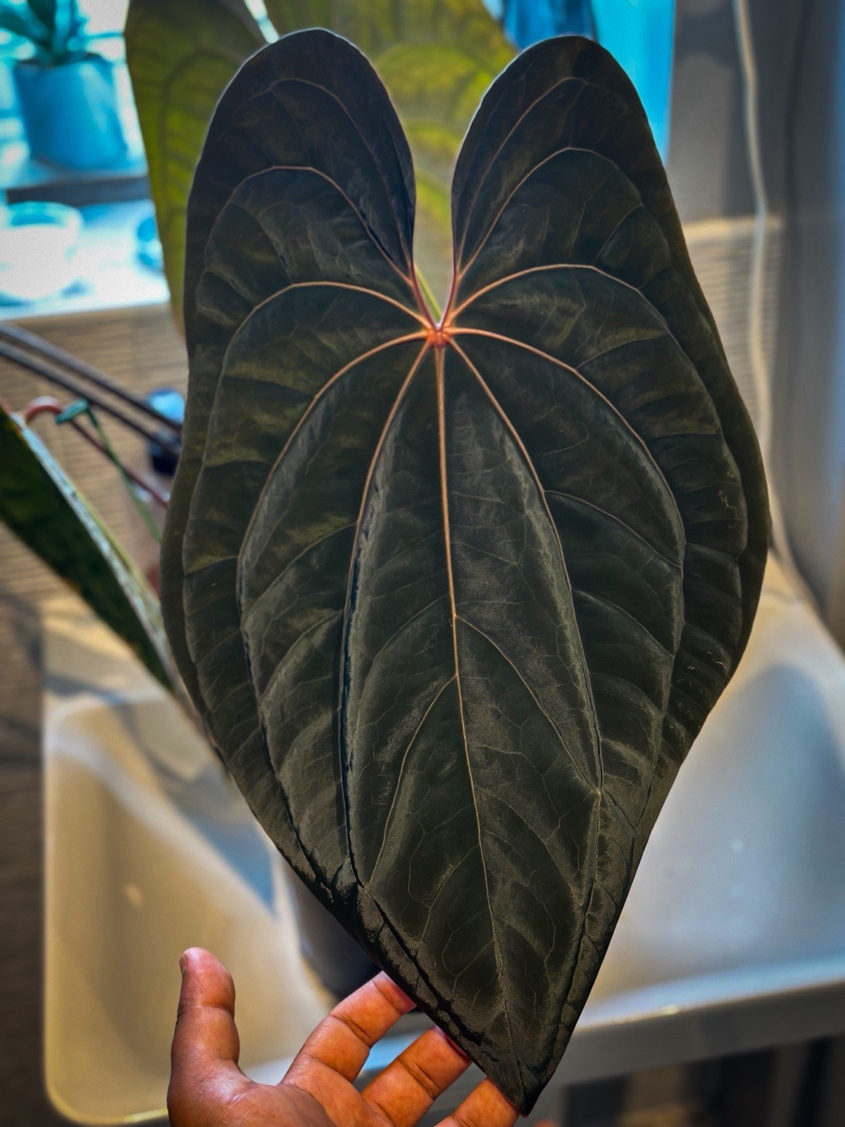 Anthurium RVDP X Carla x BVEP – Seedlings | eBay UK