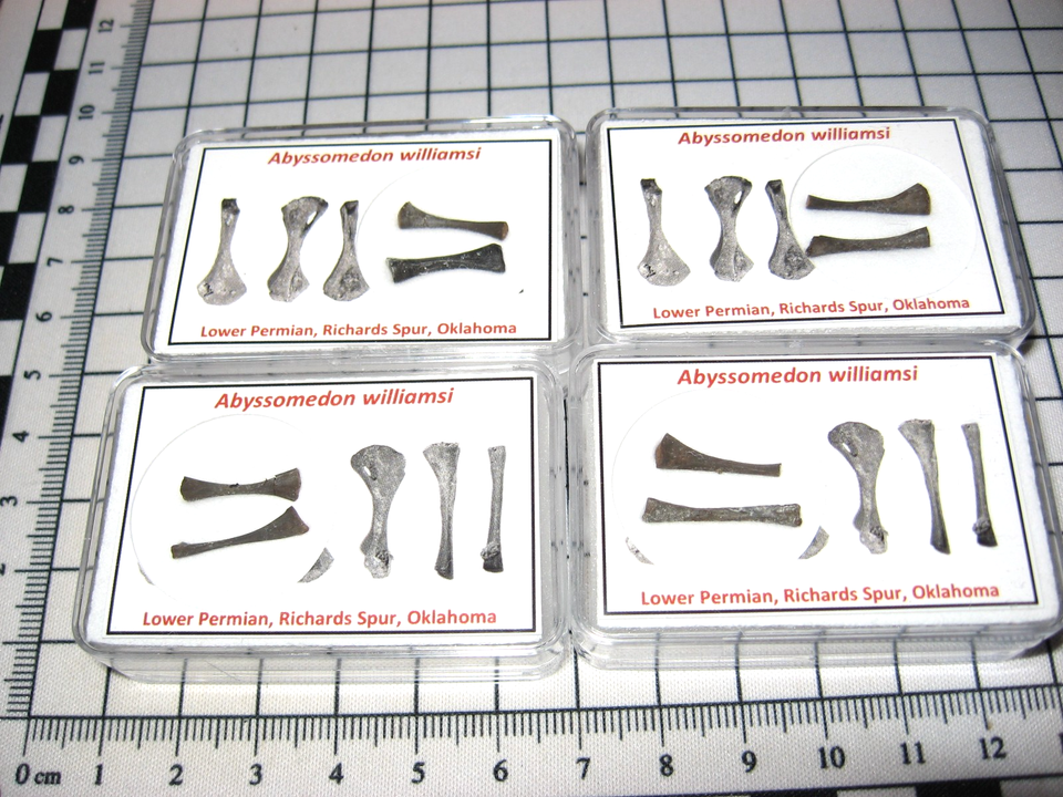 Permian parareptile Abyssomedon fossil Richards Spur 2 limb bones in ...