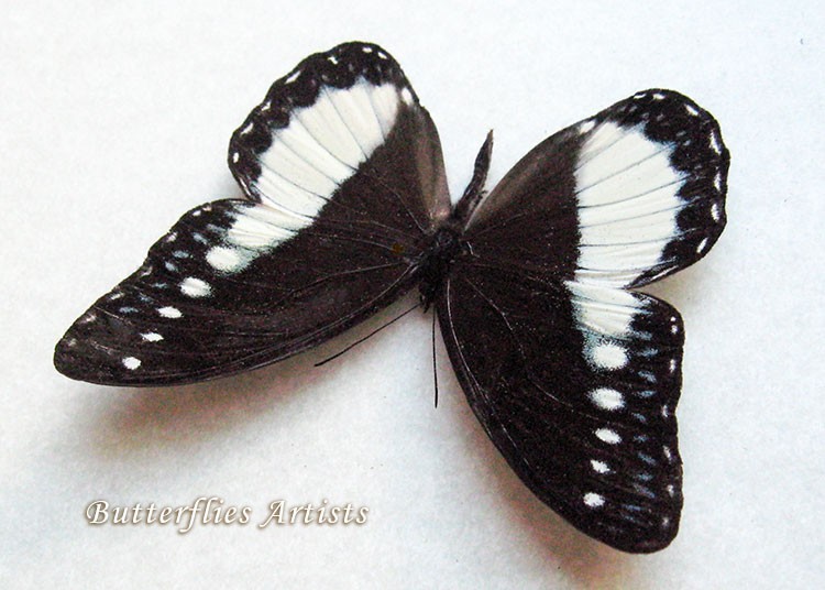 Unusual Satyrine Zethera Musides Real Butterfly Entomology Collectible ...