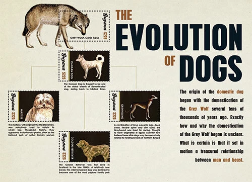 Evolution Of Dog Timeline