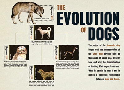 How Did Dogs Evolved Over Time
