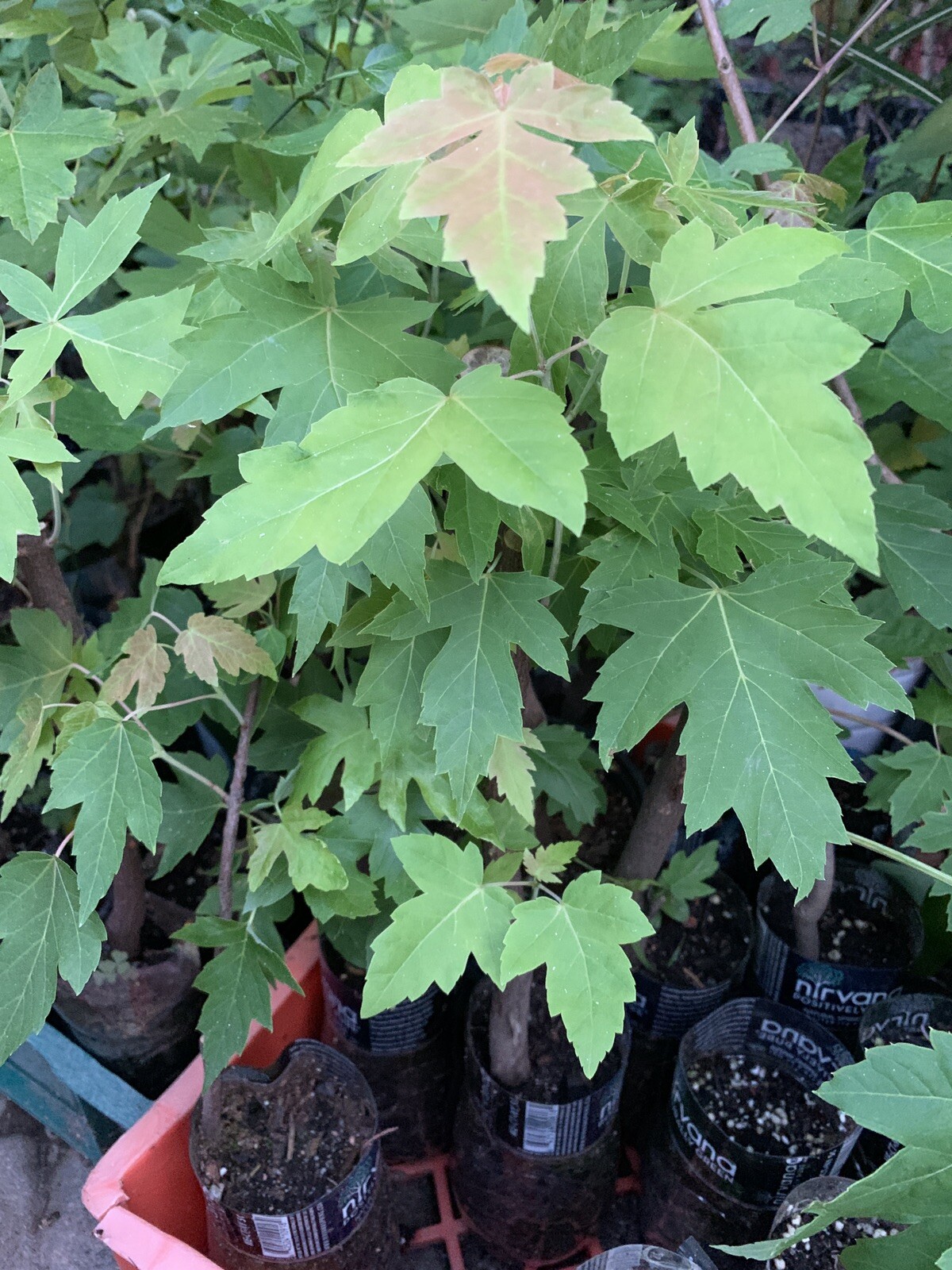 Silver Maple Acer saccharinum (dasycarpum) 1-2 years old | eBay