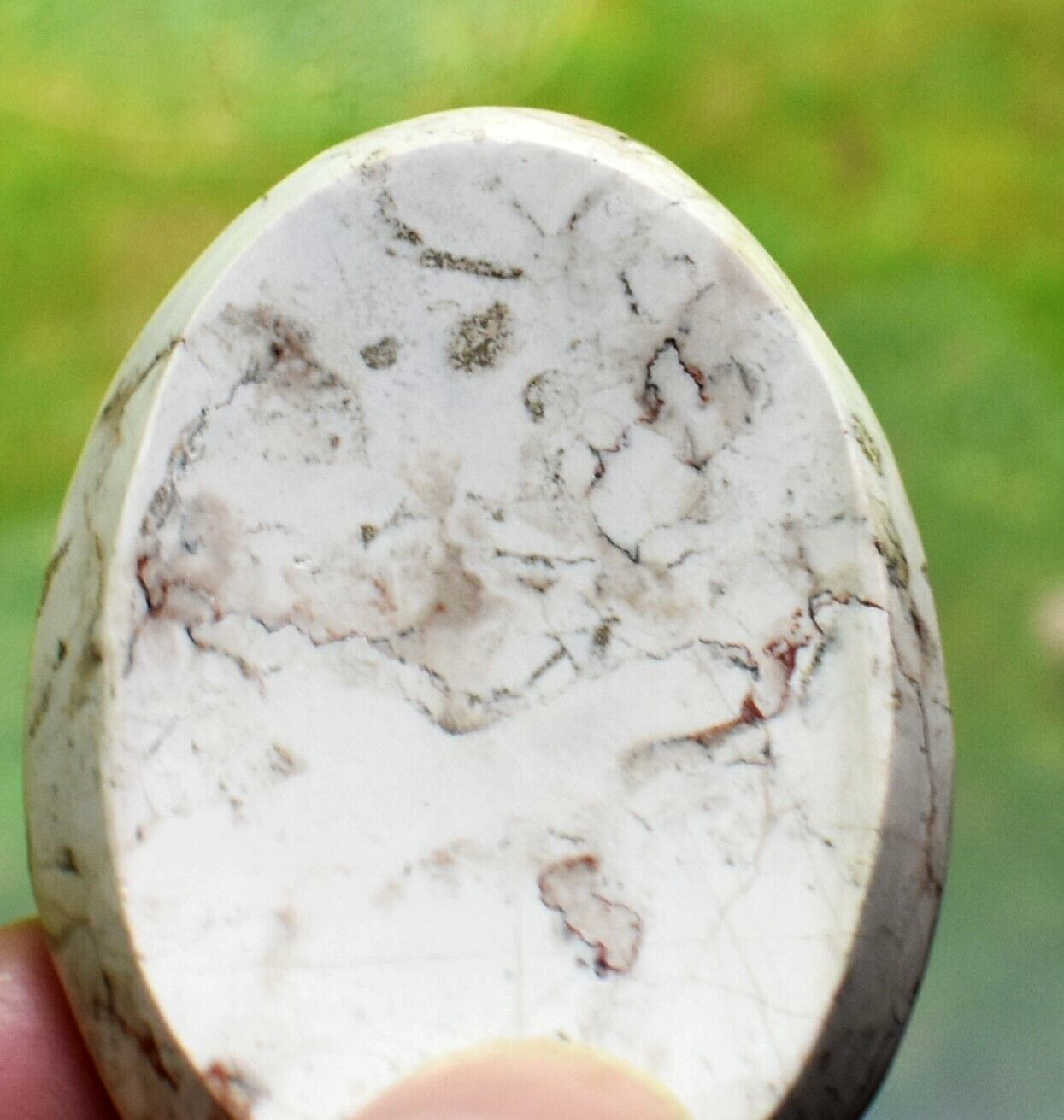 Shellfish Fossil Ancient Seabed Blue Ridge Mountains North Carolina ...