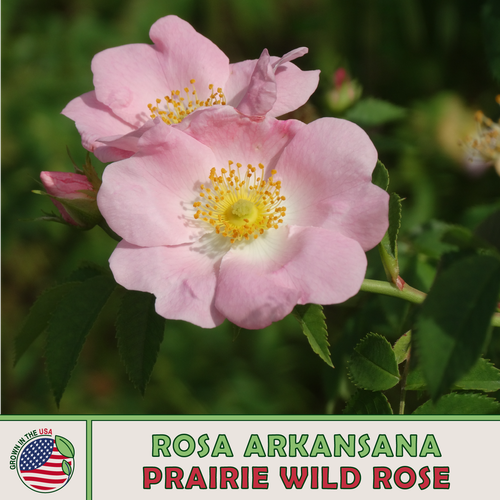 20 Prairie Wild Rose Seeds, Rosa arkansana, Native Wildflower, Genuine ...