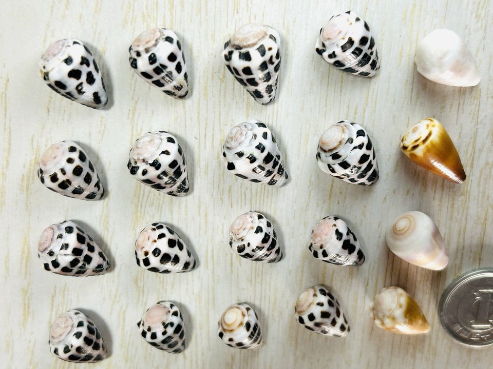 Hebrew cones & cone shells Shells of Okinawa 20 pieces 12mm to 17mm | eBay