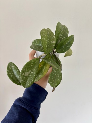 Hoya SMS ‘TJ’ | eBay