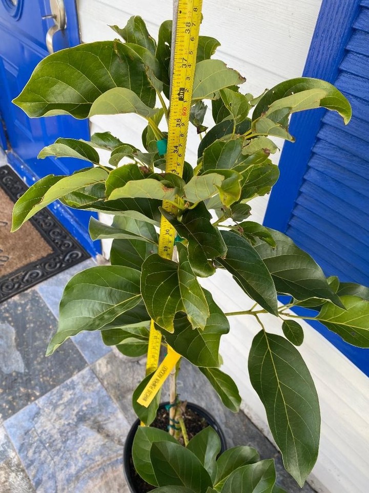 GRAFTED MARCUS PUMPKIN AVOCADO TREE FLOWERING TYPE B(PERSEA AMERICANA 1 ...