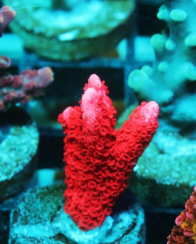 Pink Digi Montipora Digitada Zoanthids Paly Zoa SPS LPS Corals, WYSIWYG ...