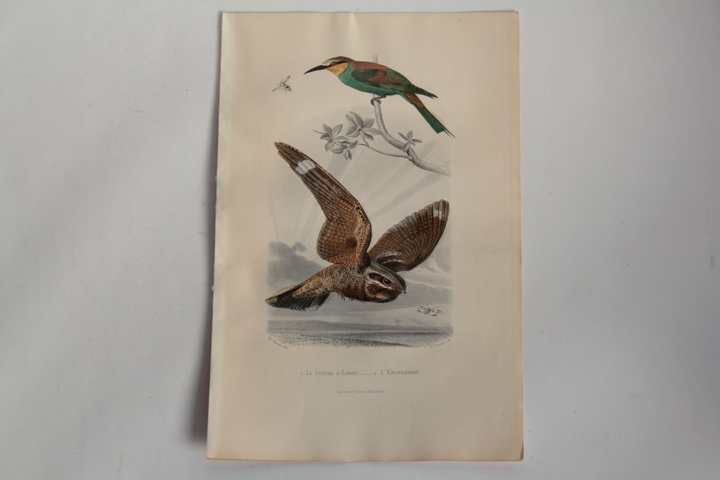 Gravure BUFFON Guêpier d'Europe Engoulevent Oiseaux XIXe siècle (65592 ...