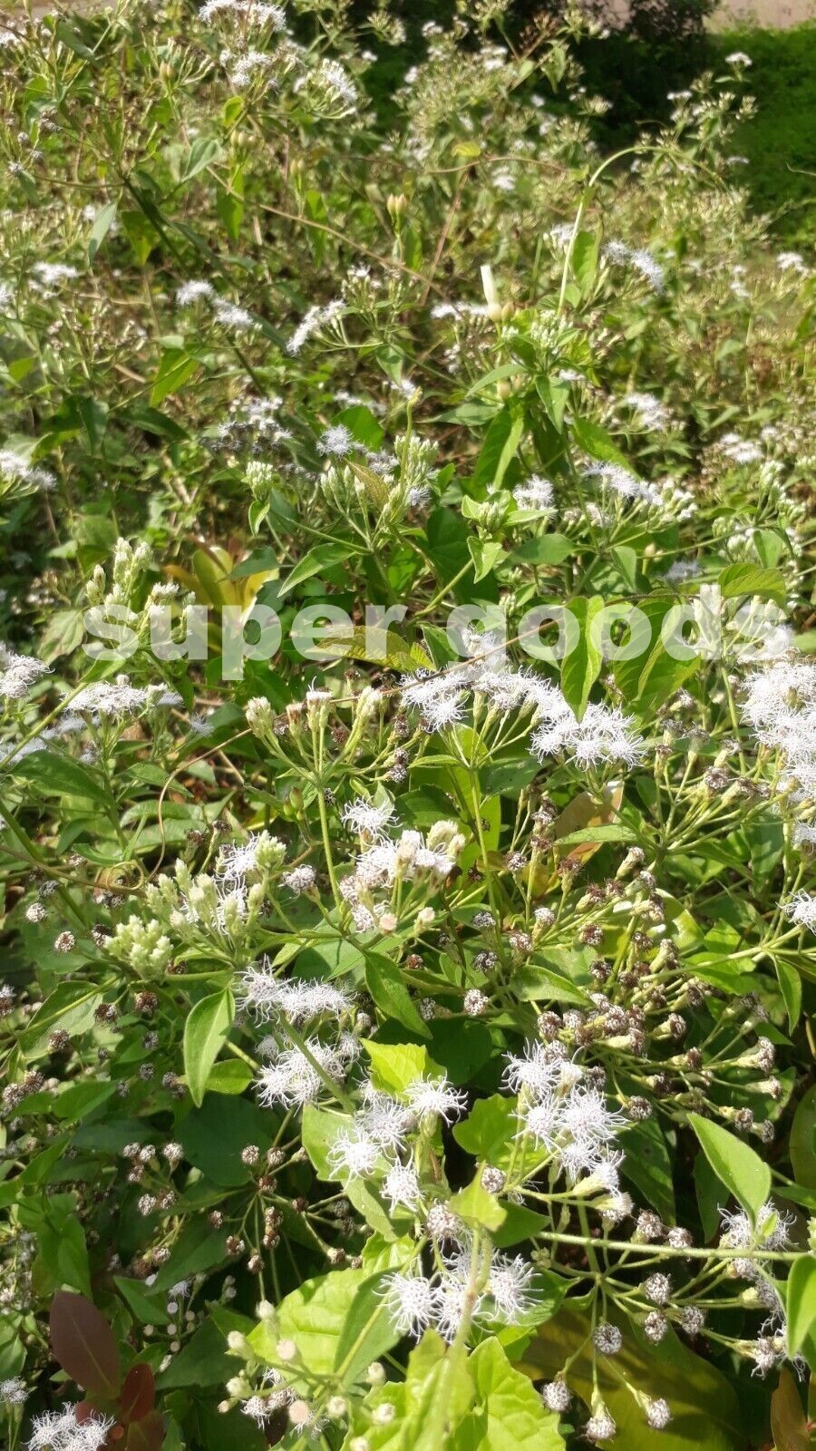 100PCS Seeds Mexican Dream Herb Calea Zacatechichi Lucid Dream Herbal ...