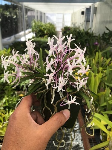 DO Div - Neofinetia falcata Raizan, mini Vanda, Orchid species, in ...