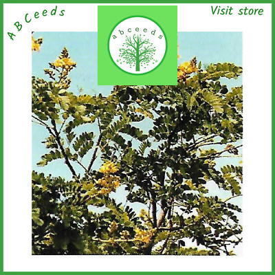 Premium plant seeds Leopard Tree Libidibia ferrea Ornamental ABCeeds ...