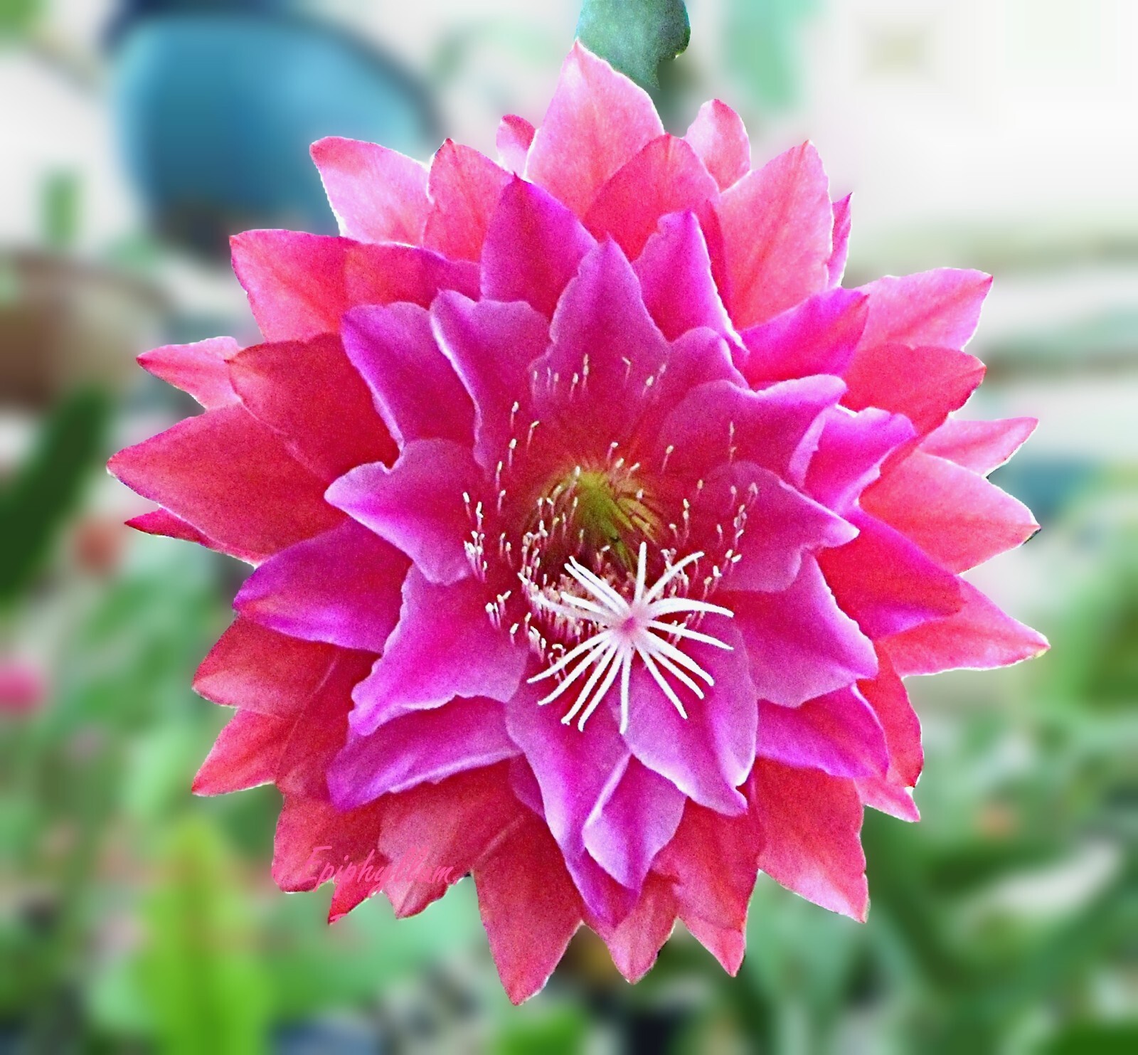 EPIPHYLLUM MOOSKA FARM. Cutting. (((KIWI TREASURE BOX ))) REG ESA | eBay