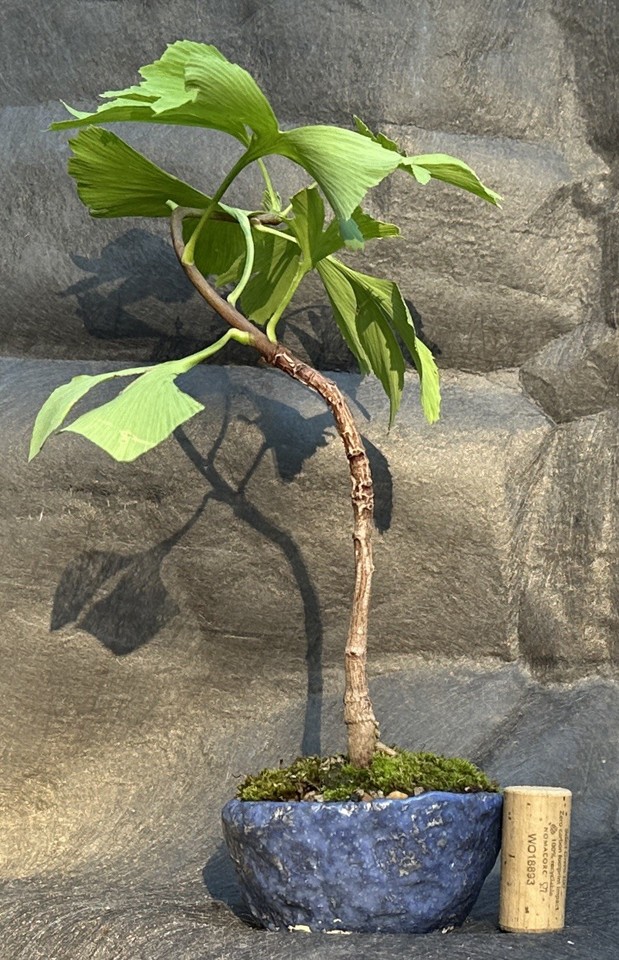 Ginkgo biloba Bonsai, healthy plant, Literati Style, Handmade Pot! | eBay