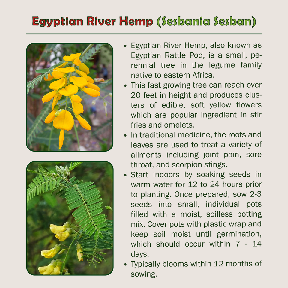 40 Egyptian River Hemp Seeds, Sesbania sesban, Edible, Medicinal ...