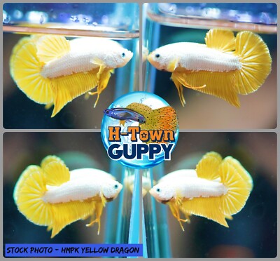 Live Betta Fish High Quality Halfmoon Plakat HMPK Yellow Dragon - USA ...