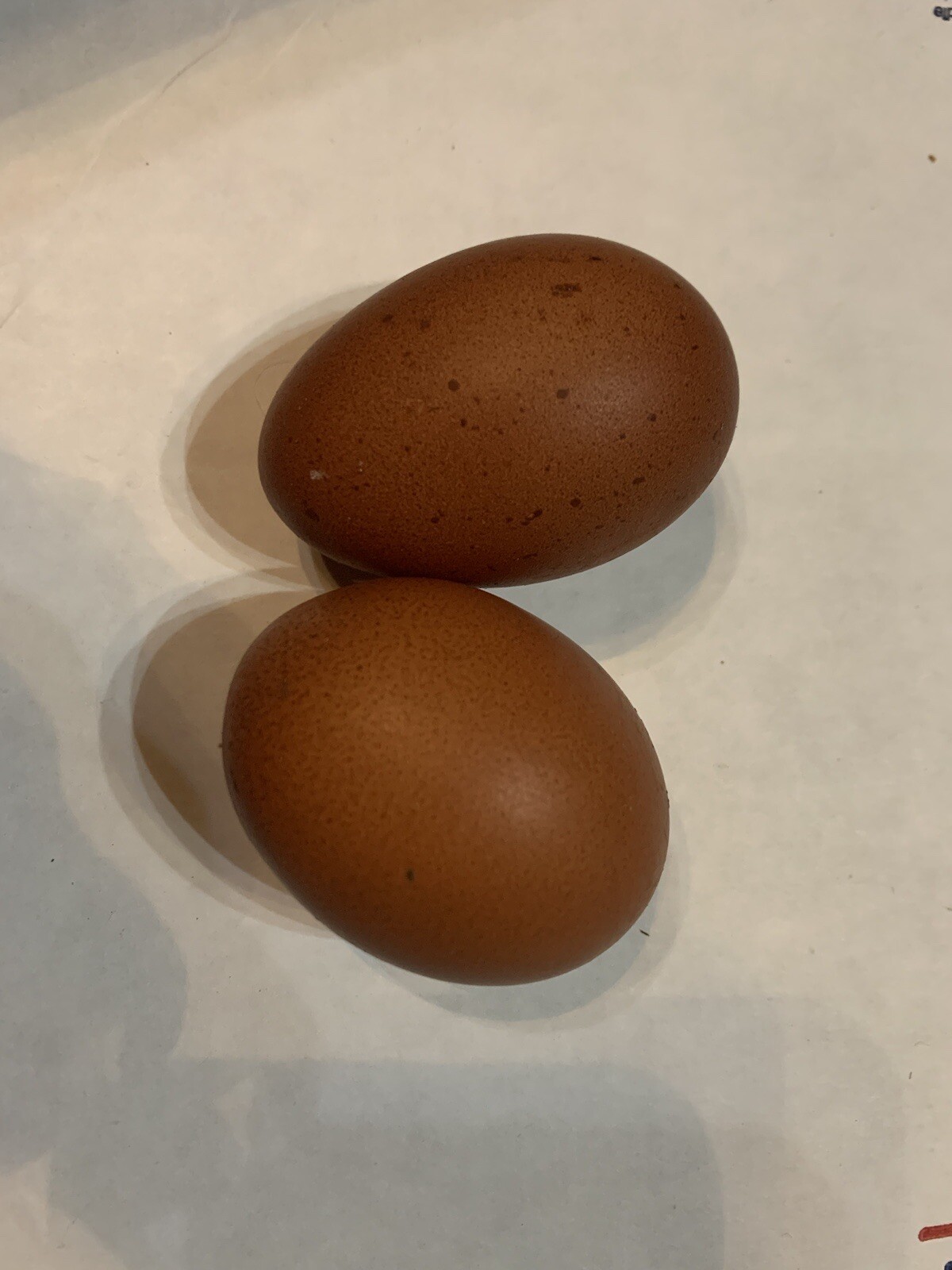 12 Fertile Chicken Hatching Eggs Barnyard Mix Fresh Possible Frizzle ...