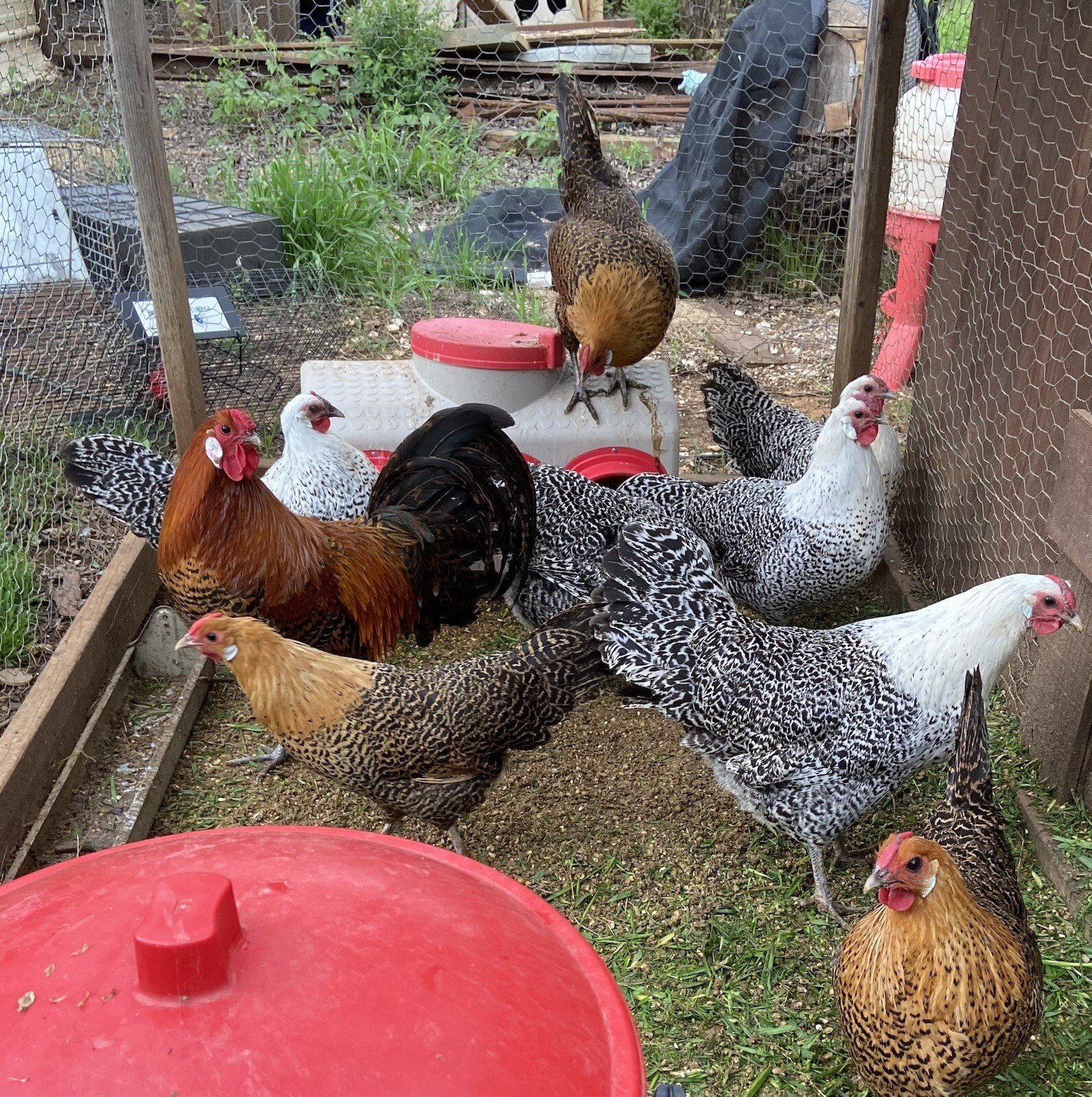 10+ Deathlayer Hatching Eggs (Gold ,silver, Lemon) Greenfire Farms | eBay