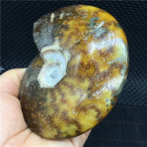 402g Natural conch fossil specimens of Madagascar （Iron content）W318 | eBay