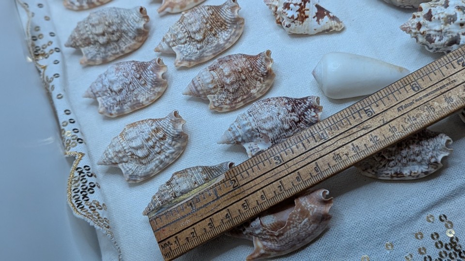 ASSORTED Conch Seashell LOT Med. Sized Conus Straitus Some Rare Shells VINTAGE | eBay
