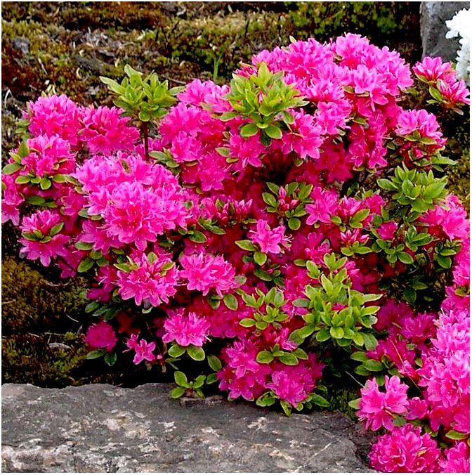 Dwarf Japanese Azalea Japonica 'Geisha Pink' | Evergreen Shrub | Pot ...