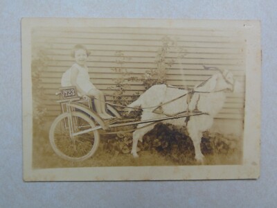 D1030 Postcard RPPC Little Girl on a Goat Driven Cart 1923 | eBay