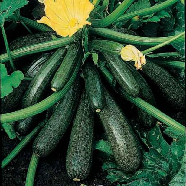 VEGETABLE COURGETTE DEFENDER F1 - 10 SEEDS | eBay UK