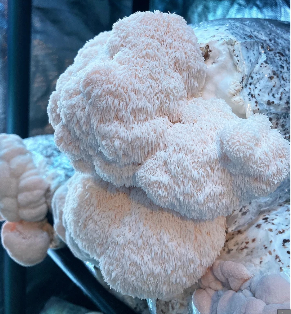 GRAIN SPAWN 100g mycelium mushroom Culture- Multiple species- shipped ...