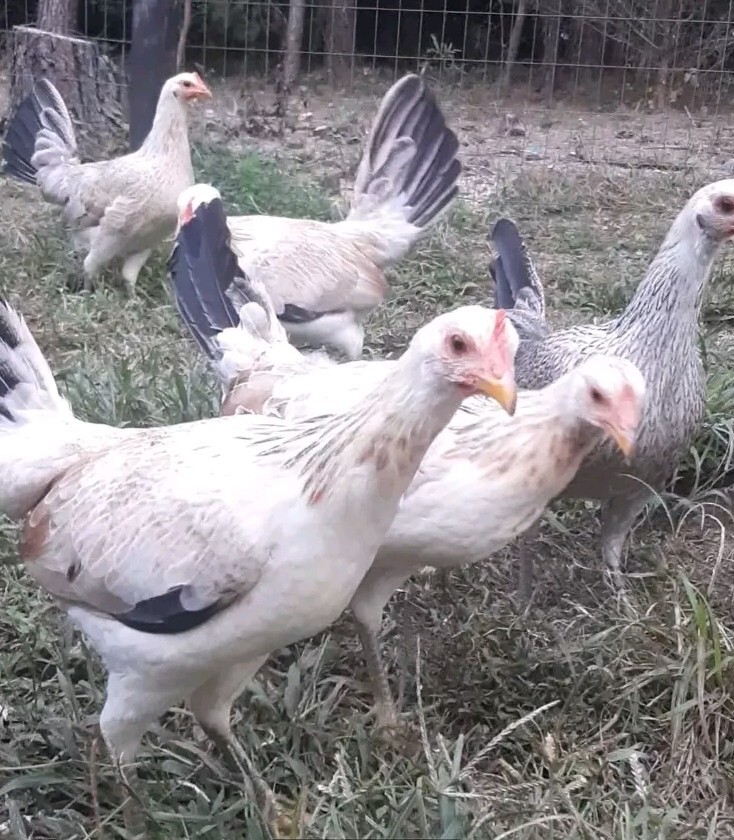 Gamefowl Hatching Eggs 12 Pure Law Grey Ebay