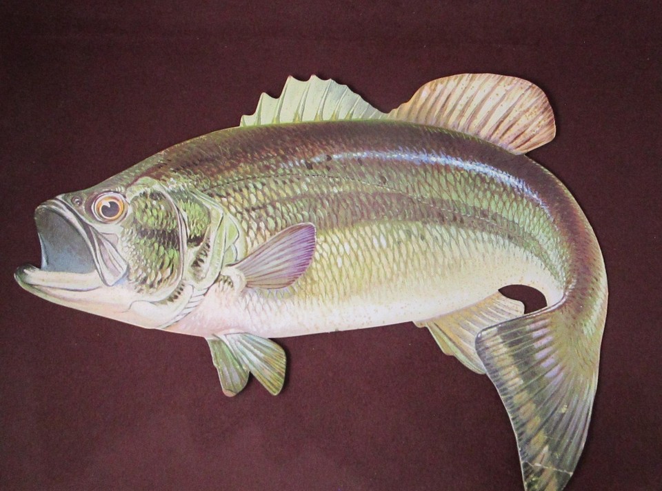 Vintage Winchester Fishing Lure Advertising Cardboard Bass Sign | eBay