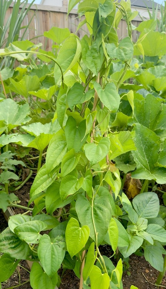 Dioscorea Alata White Name Yam Bulbil – Rare Edible | Grown in My ...