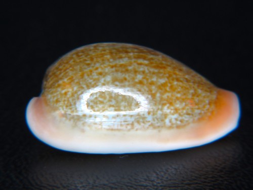 CYPRAEA ERRONES BIMACULATA: LARGE SPECIMEN @ 26.87MM FROM 1997 (STILL ...