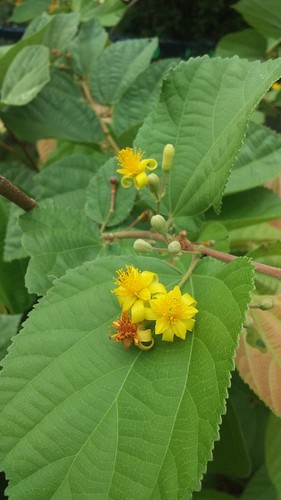 NO STock organic Phalsa seeds Grewia asiatic, berry, weeping medicinal ...