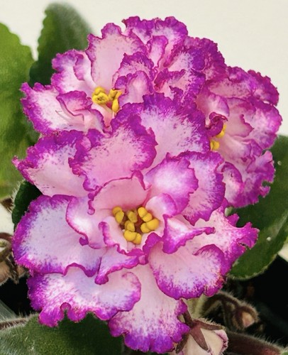 African Violet plant. Yan- Minuet. Large mature blooming plant. | eBay
