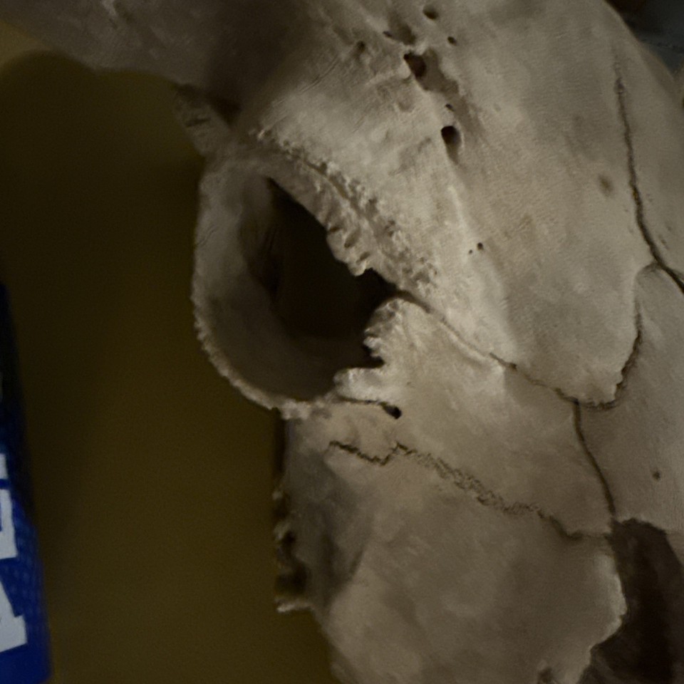 Huge Partially Fossilized Bison Skull | eBay