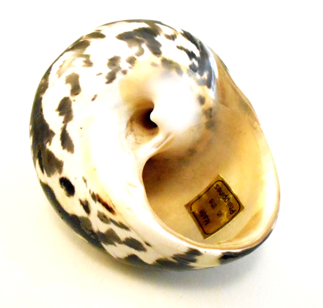 1 Large Polished Banded Pica Turbo Shell Sea Shell Hermit Crabs 3" (1 1 ...