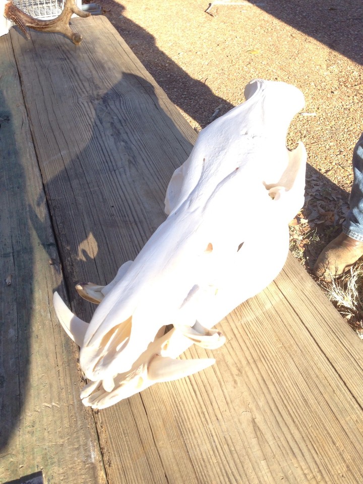 EUROPEAN SKULL BLEACHING(whitening) KIT deer, elk, mount,no skull ...