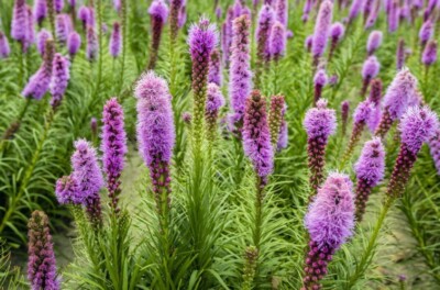 Blazing Star - Liatris spp. Perennial Bare Root Live Garden Plant | eBay