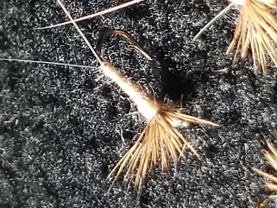 HENDRICKSON DRY FLY SIZE 18 COMPARADUN CUSTOM TIED FRONTIER FISHING ...