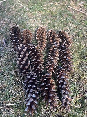 New England Premium Pine Cones | eBay
