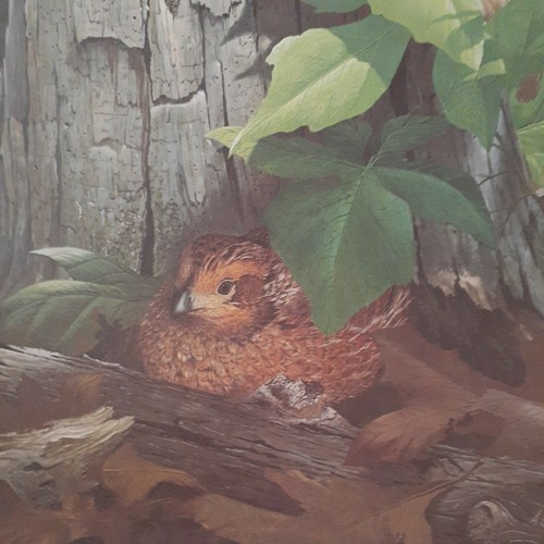 Anthony Rudisill "Bob White Quail" Signed Limited Ed. 41/650 Print 33 ...