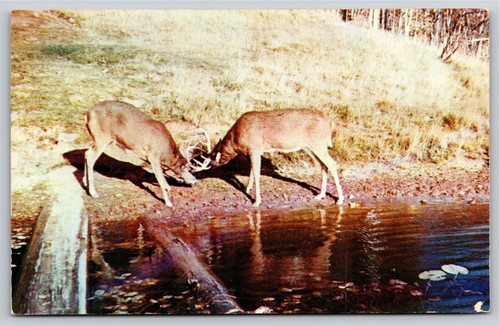 Animals~Locked Horns~Two Bucks Fighting Alongside Northwoods Lake ...