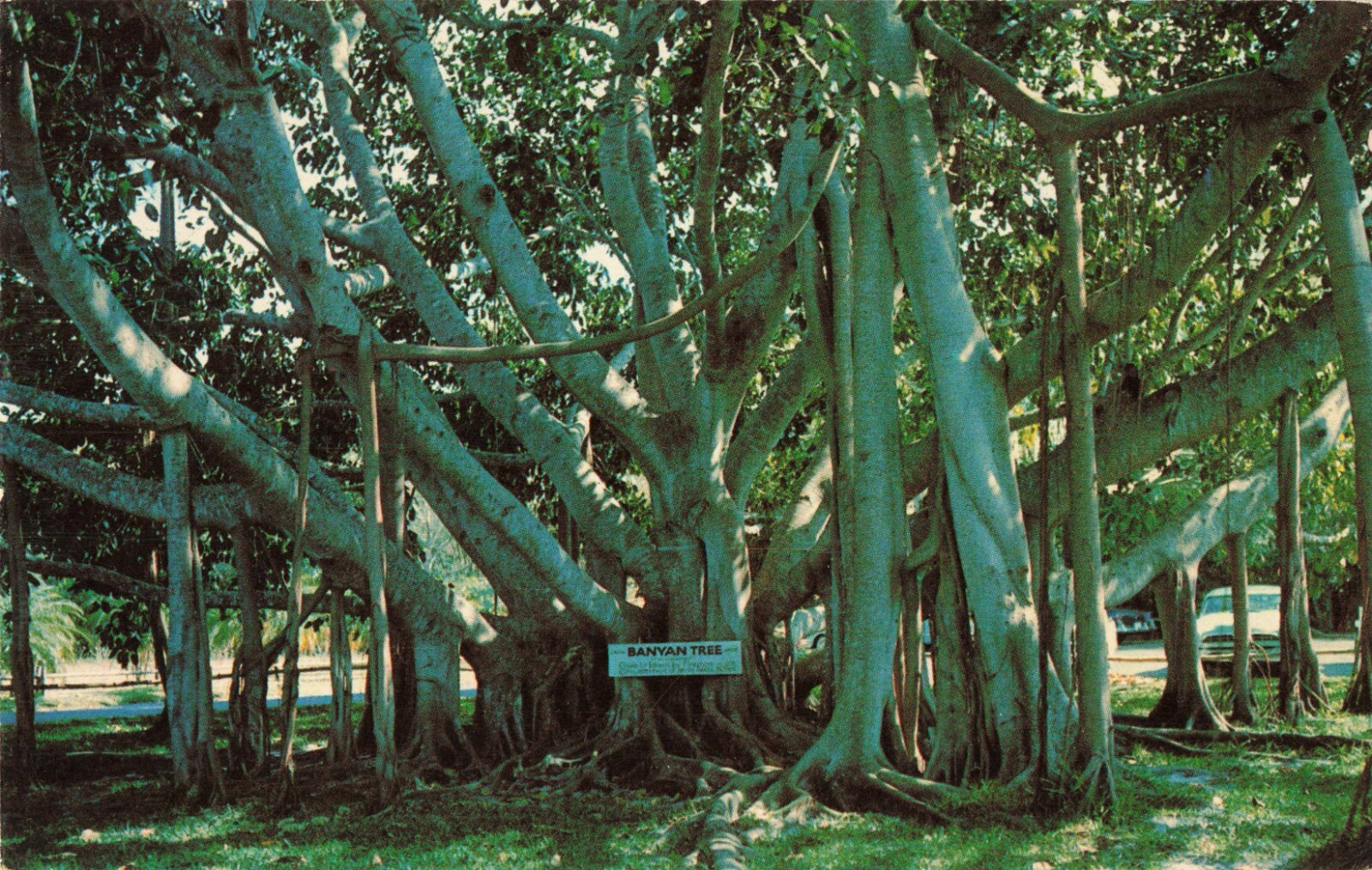 Postcard Banyan Tree Florida | eBay